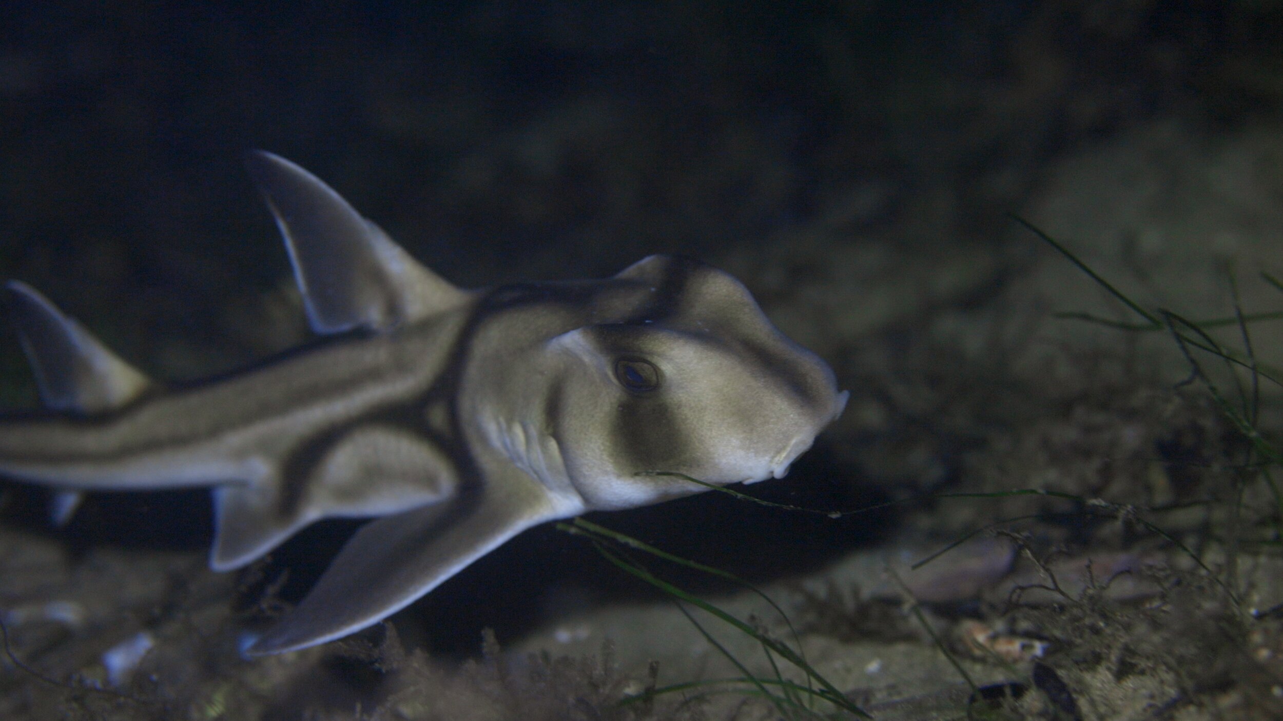 Port Jackson Shark | Great Southern Reef