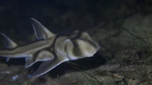 Port Jackson Shark | Great Southern Reef