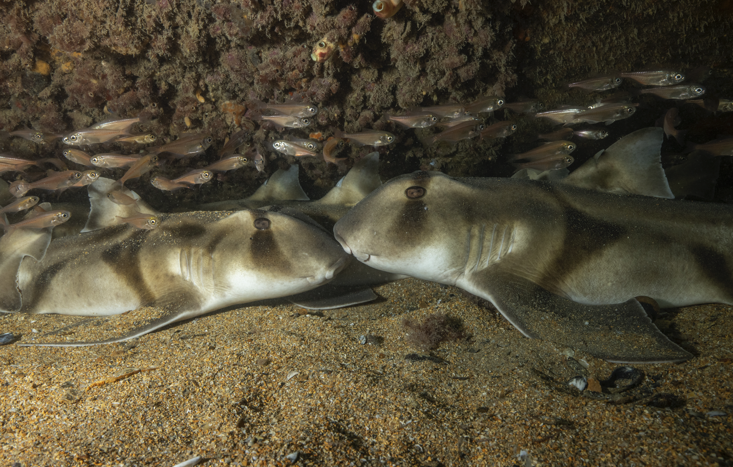 Port Jackson Shark | Great Southern Reef