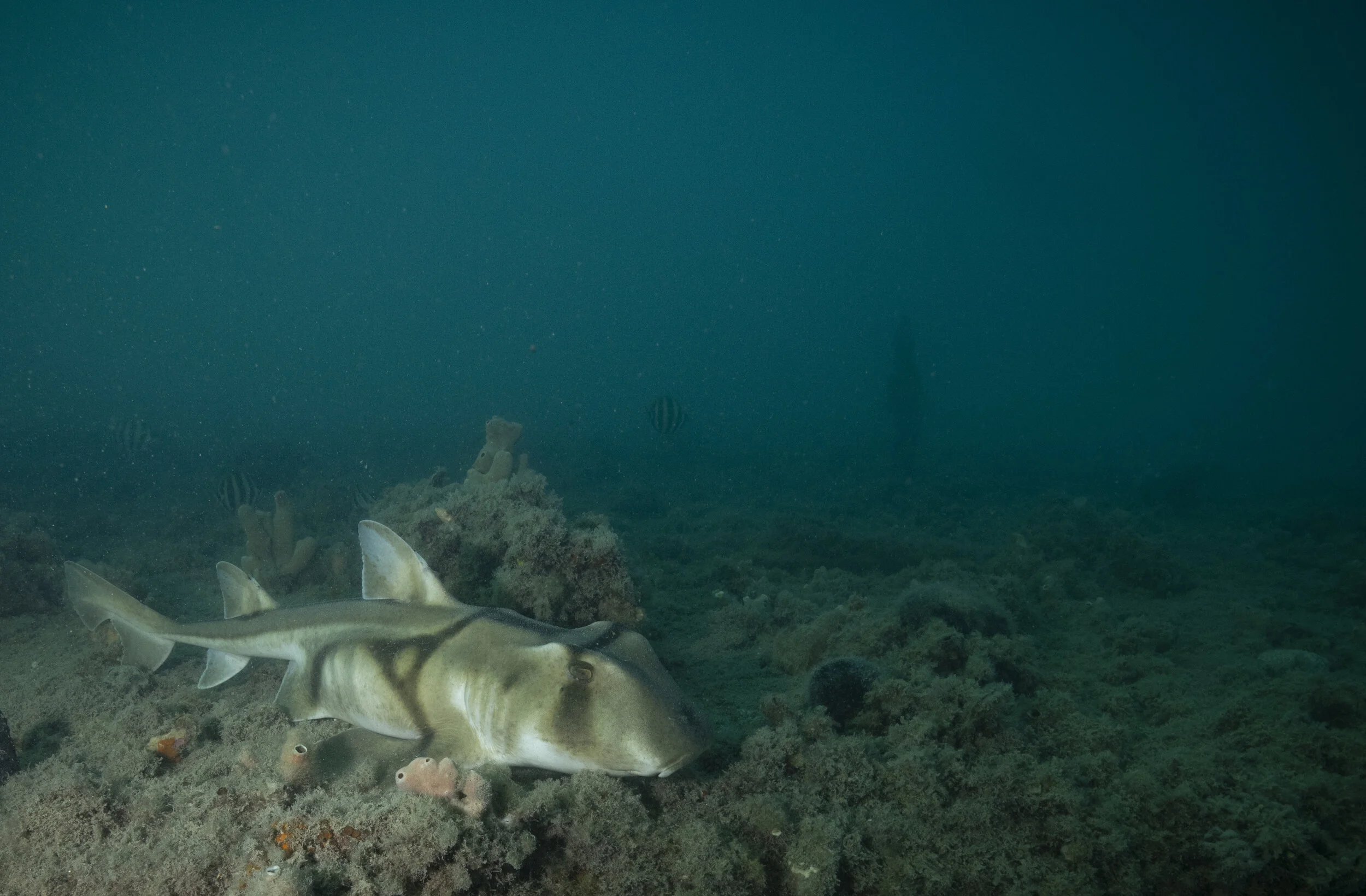 Port Jackson Shark | Great Southern Reef