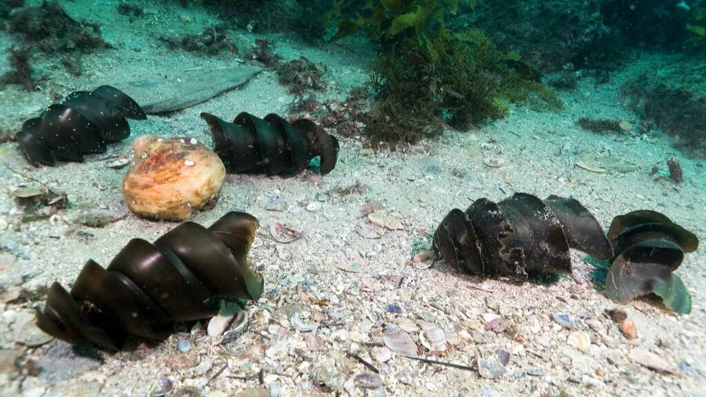 Port Jackson Shark | Great Southern Reef