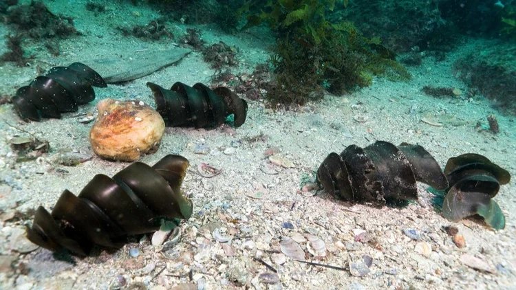 Port Jackson Shark | Great Southern Reef