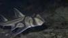 Fish | Great Southern Reef