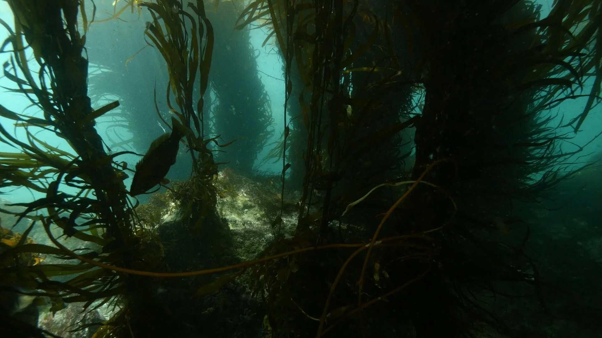 Teacher Guides | Great Southern Reef