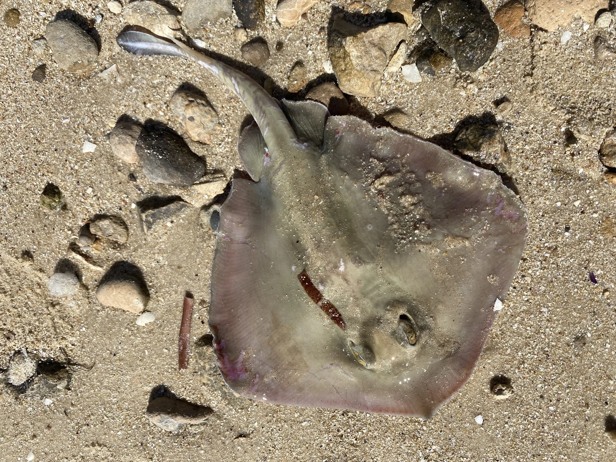 South Australia's 2025 Algal Bloom: What We Know, What We're Learning ...