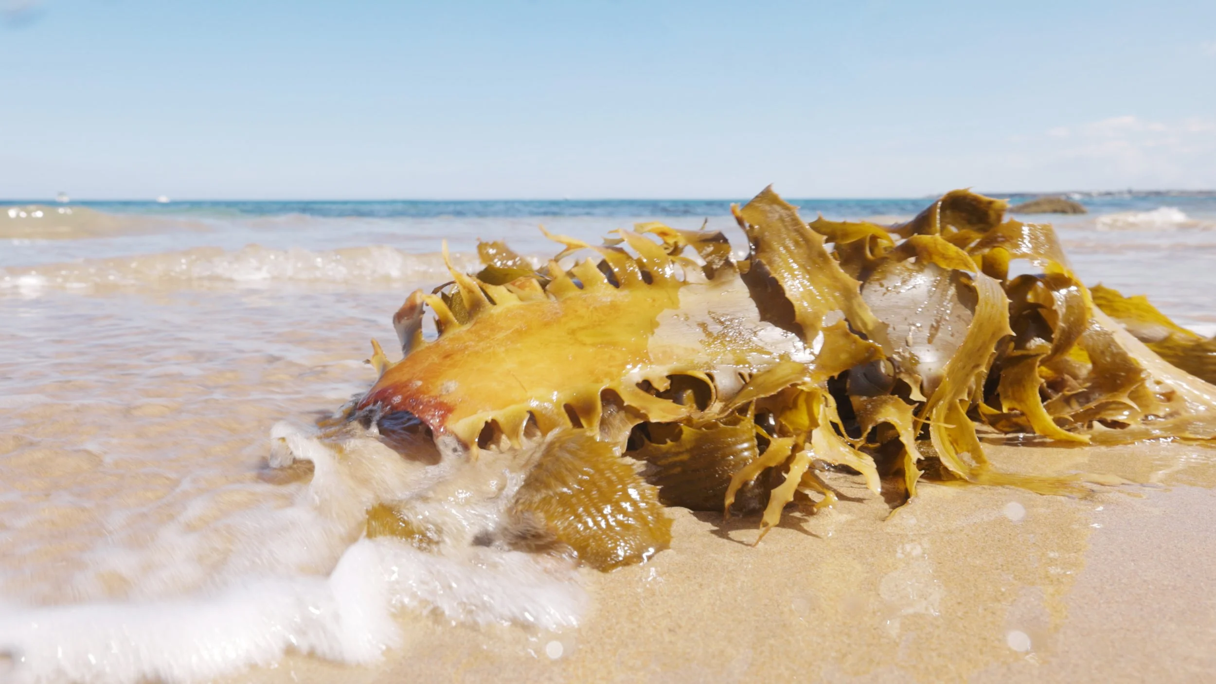 Golden Kelp | Great Southern Reef