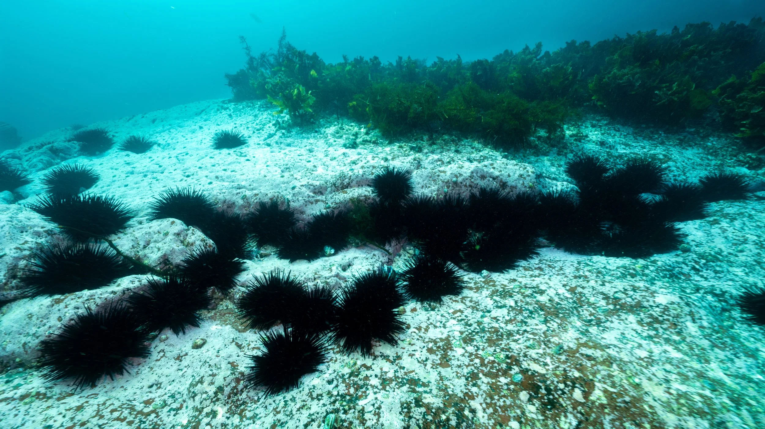 White Rock | Great Southern Reef
