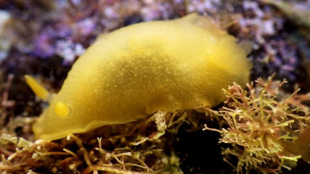 Expert marine life identifier of the Great Southern Reef | Great ...