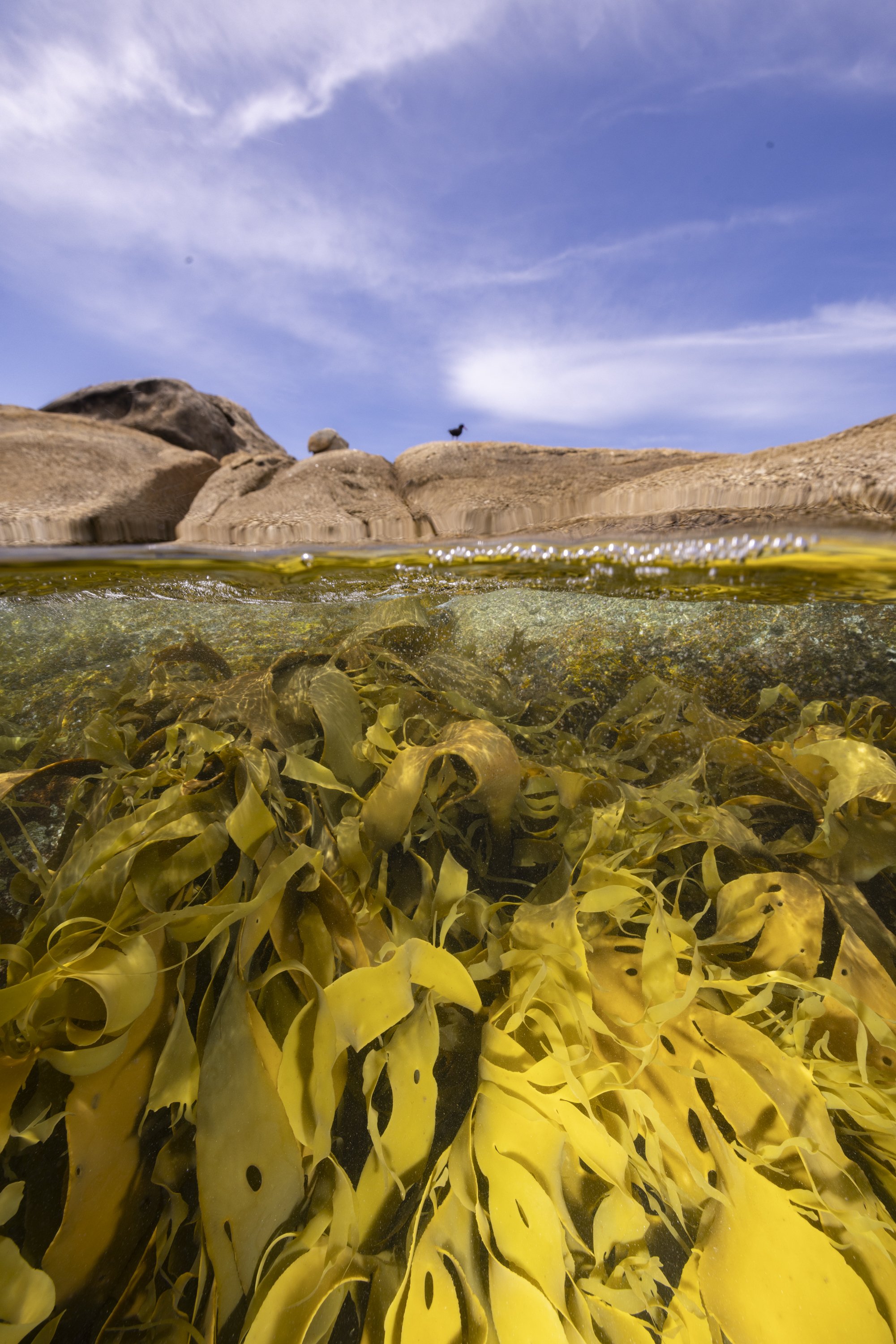 Southern Bull Kelp | Great Southern Reef