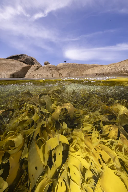 Frequently Asked Questions | Great Southern Reef
