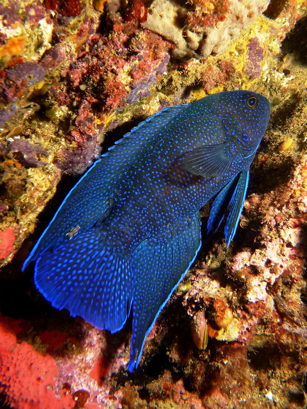 Southern Blue Devil | Great Southern Reef