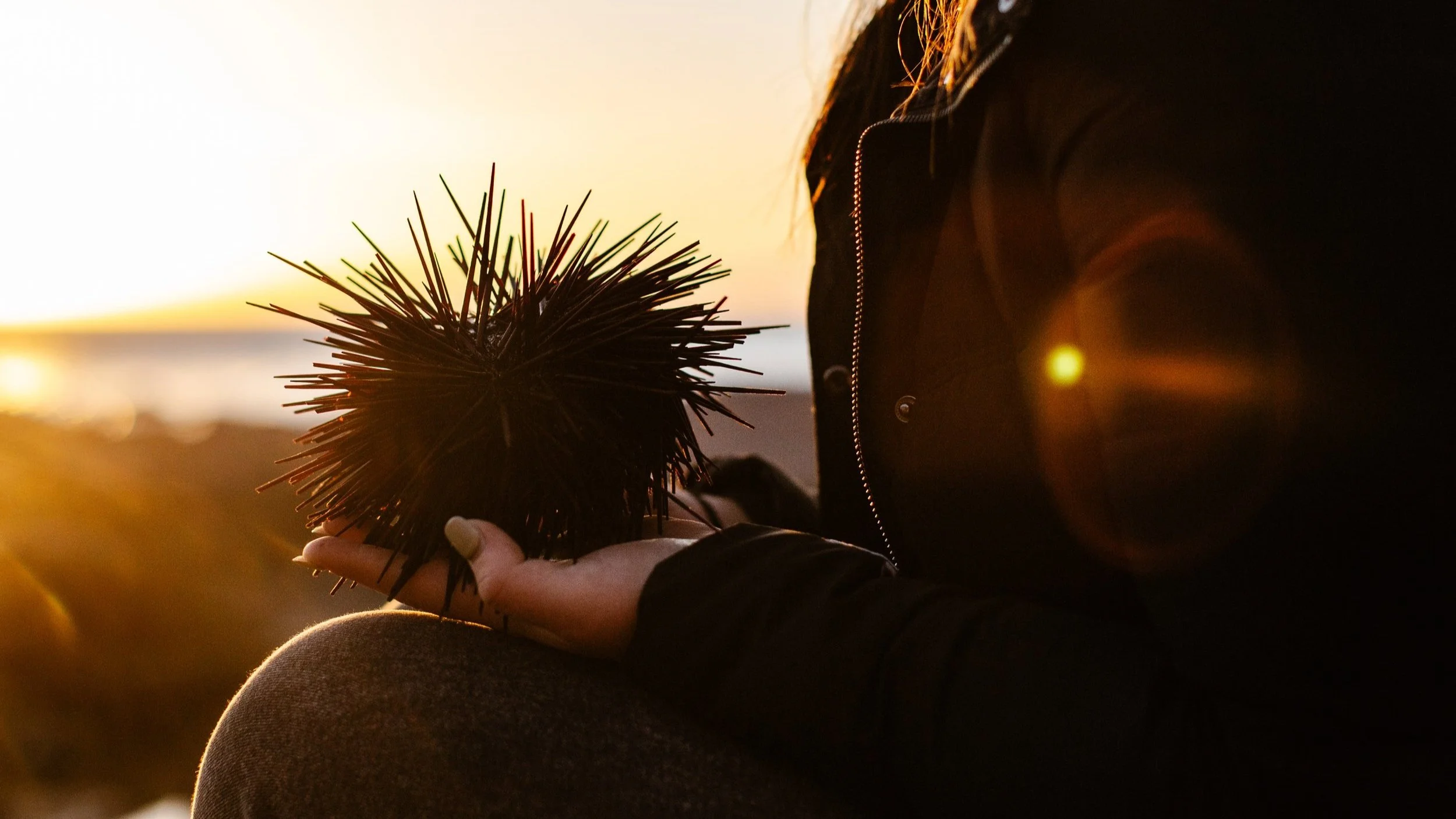Longspined Sea Urchin | Great Southern Reef