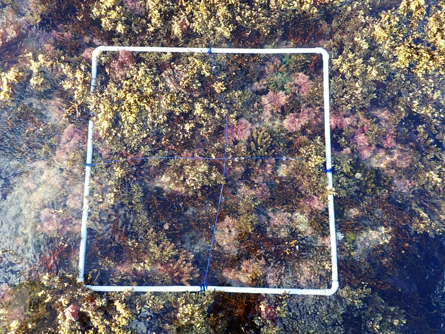 Spotted Handfish | Great Southern Reef