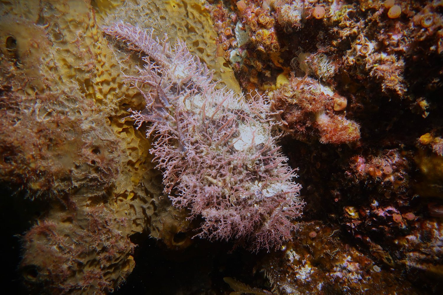 Reef Life Survey: 2024 Training Program | Great Southern Reef