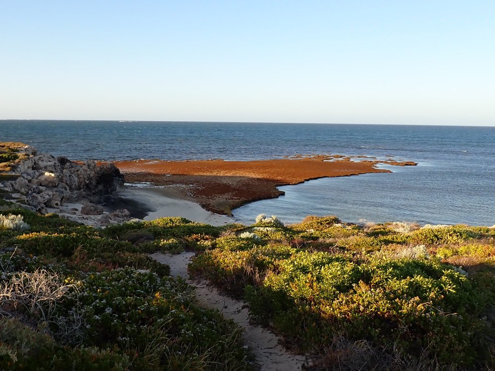 Jurien Bay Reef Life: Invertebrates and Community Action | Great ...