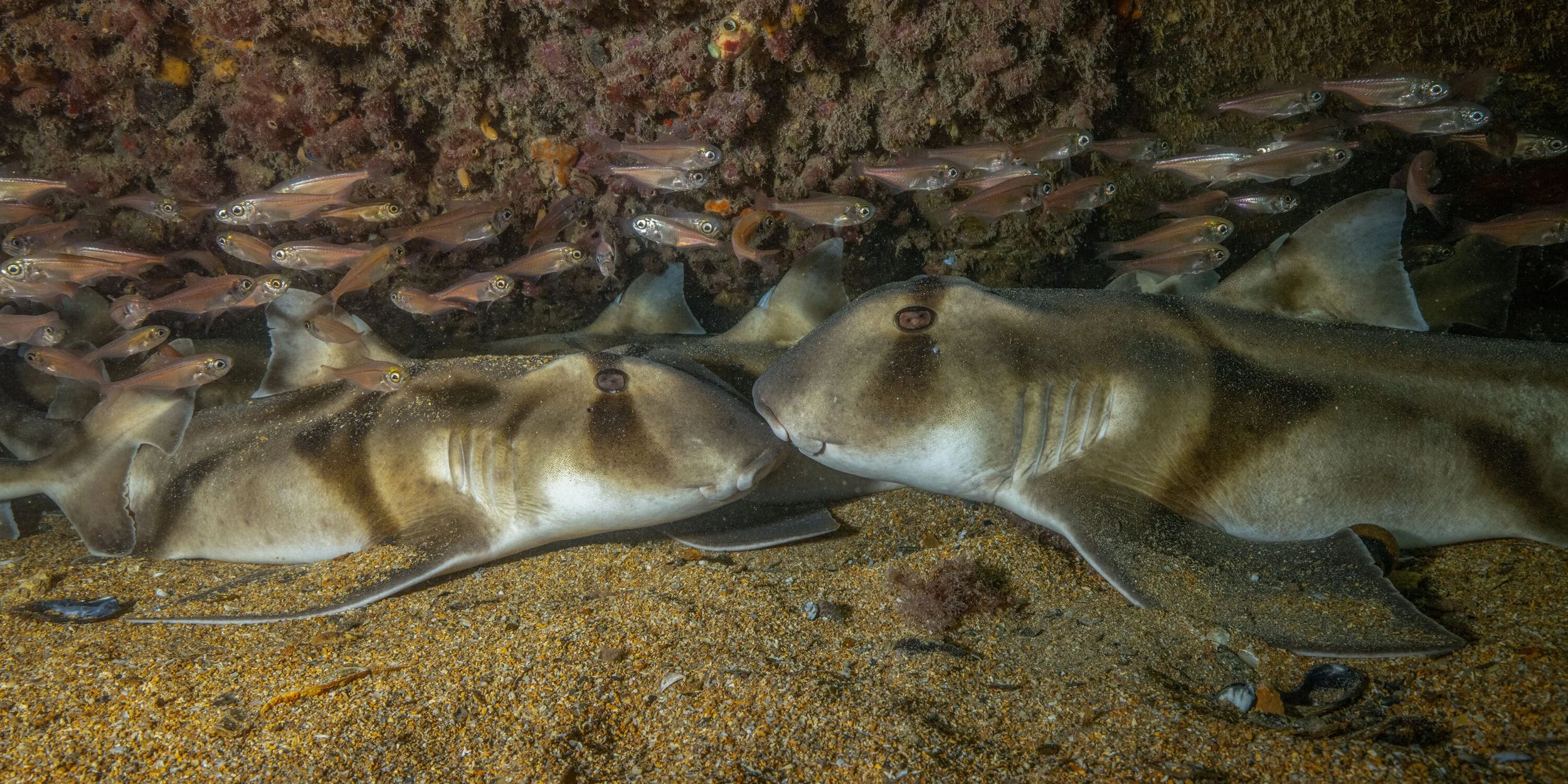 South Australian Algal Bloom Spring Update | Great Southern Reef