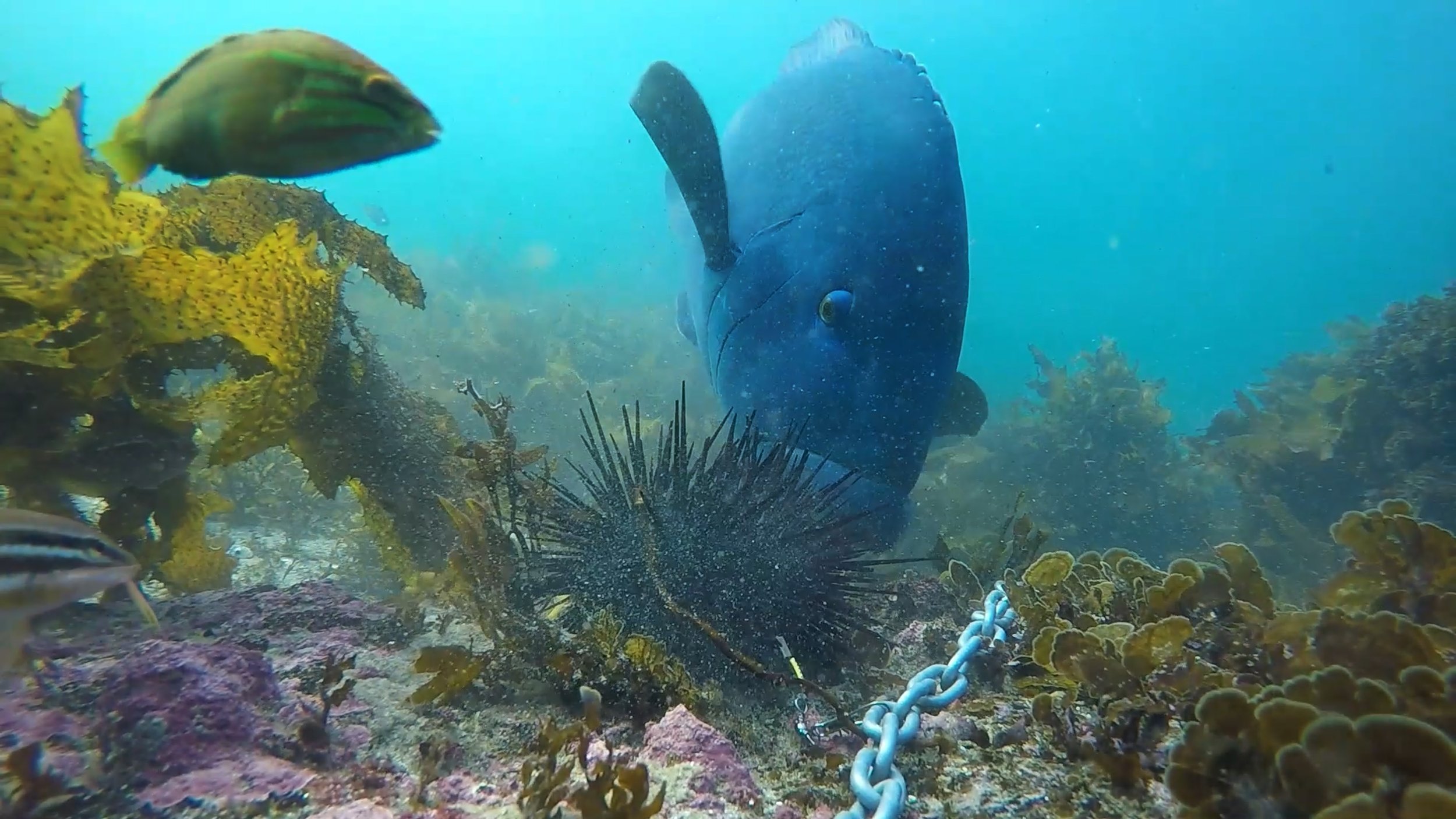 Latest News | Great Southern Reef