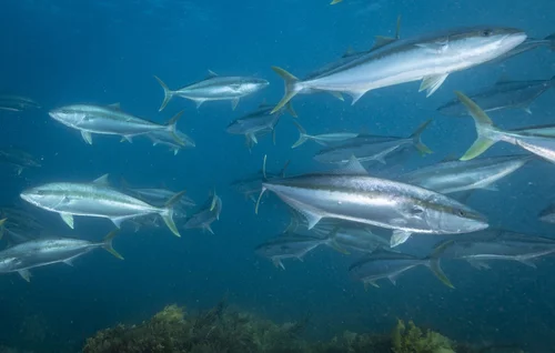 Yellowtail Kingfish | Great Southern Reef
