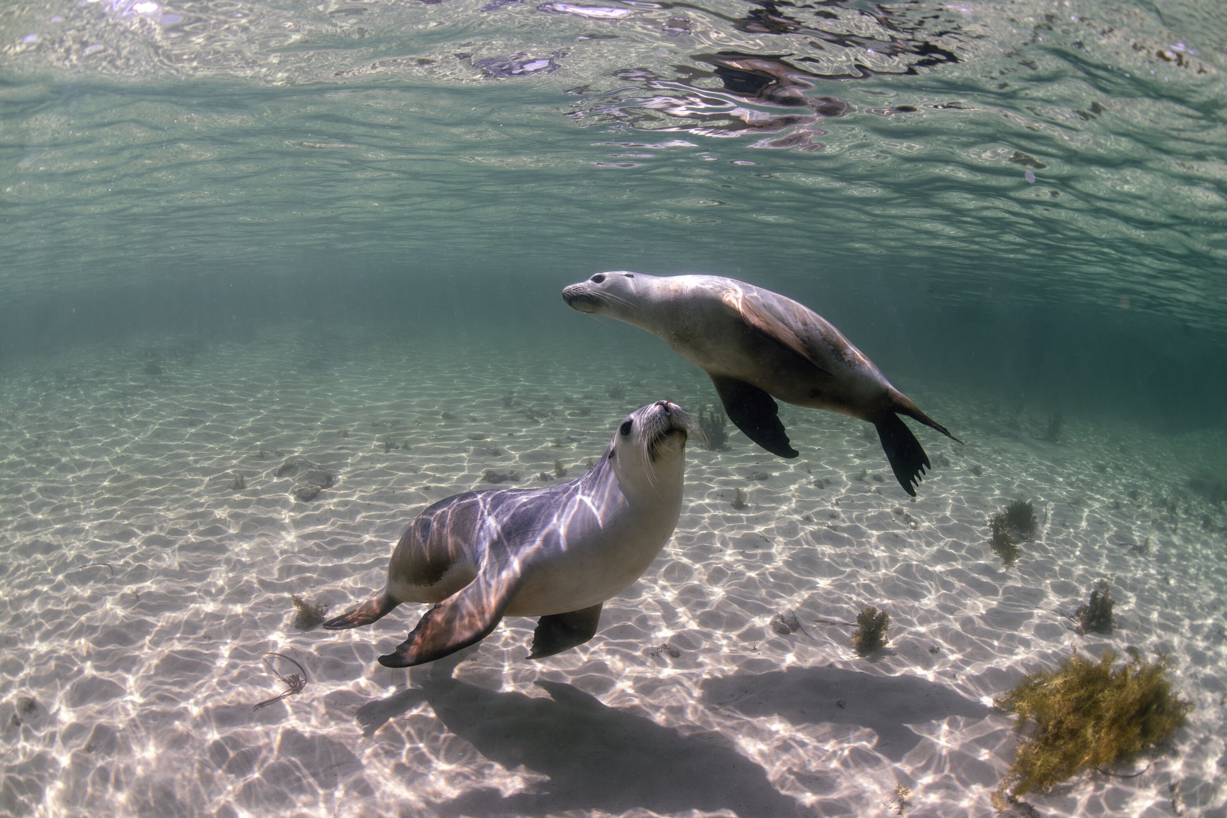 How Australian Sea Lions Hunt: New Footage Reveals Surprising Foraging ...