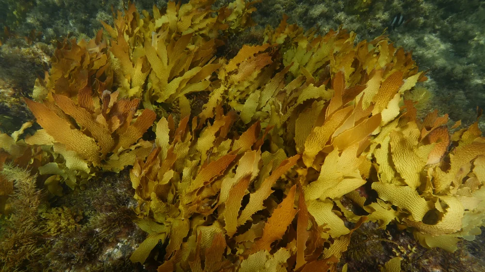 Restoration | Great Southern Reef