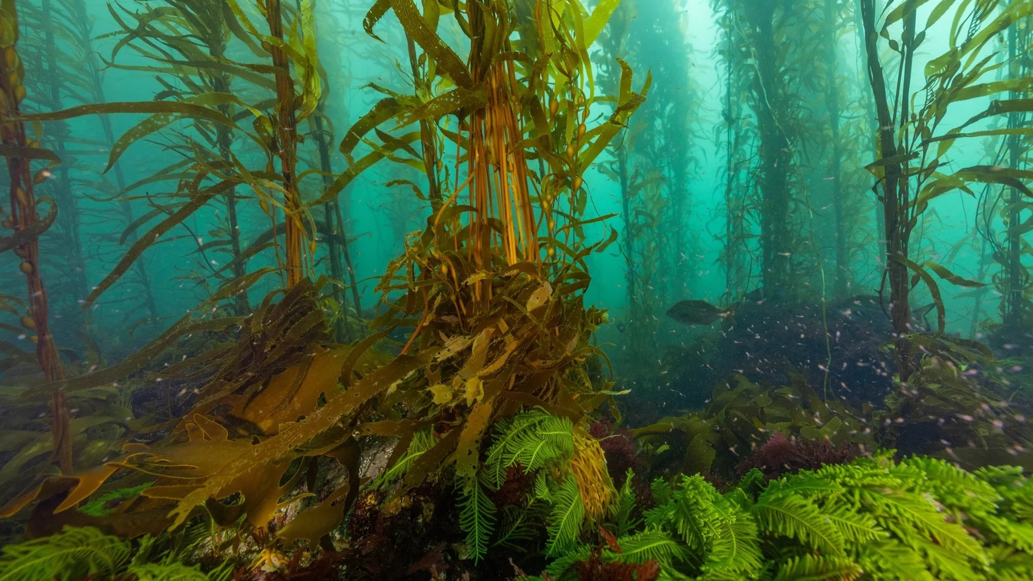 Reef Life Survey | Great Southern Reef