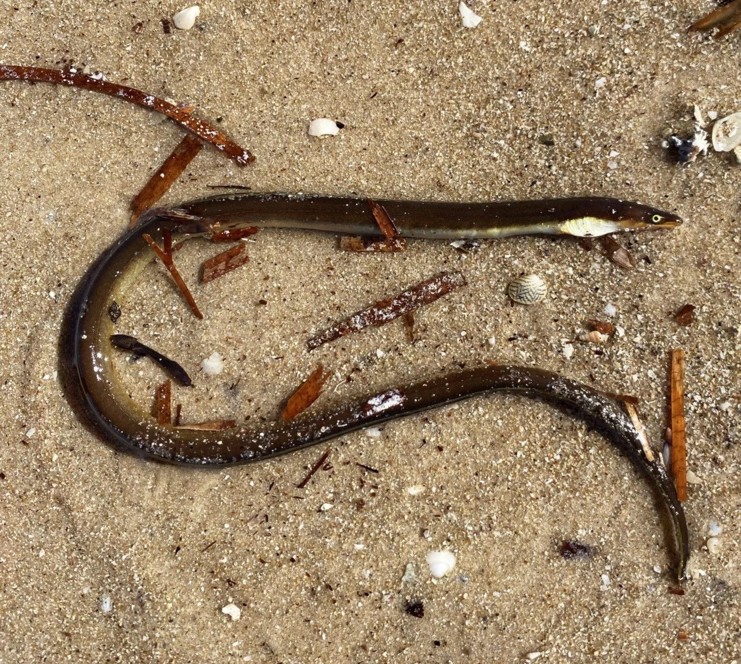 South Australia's 2025 Algal Bloom: What We Know, What We're Learning ...