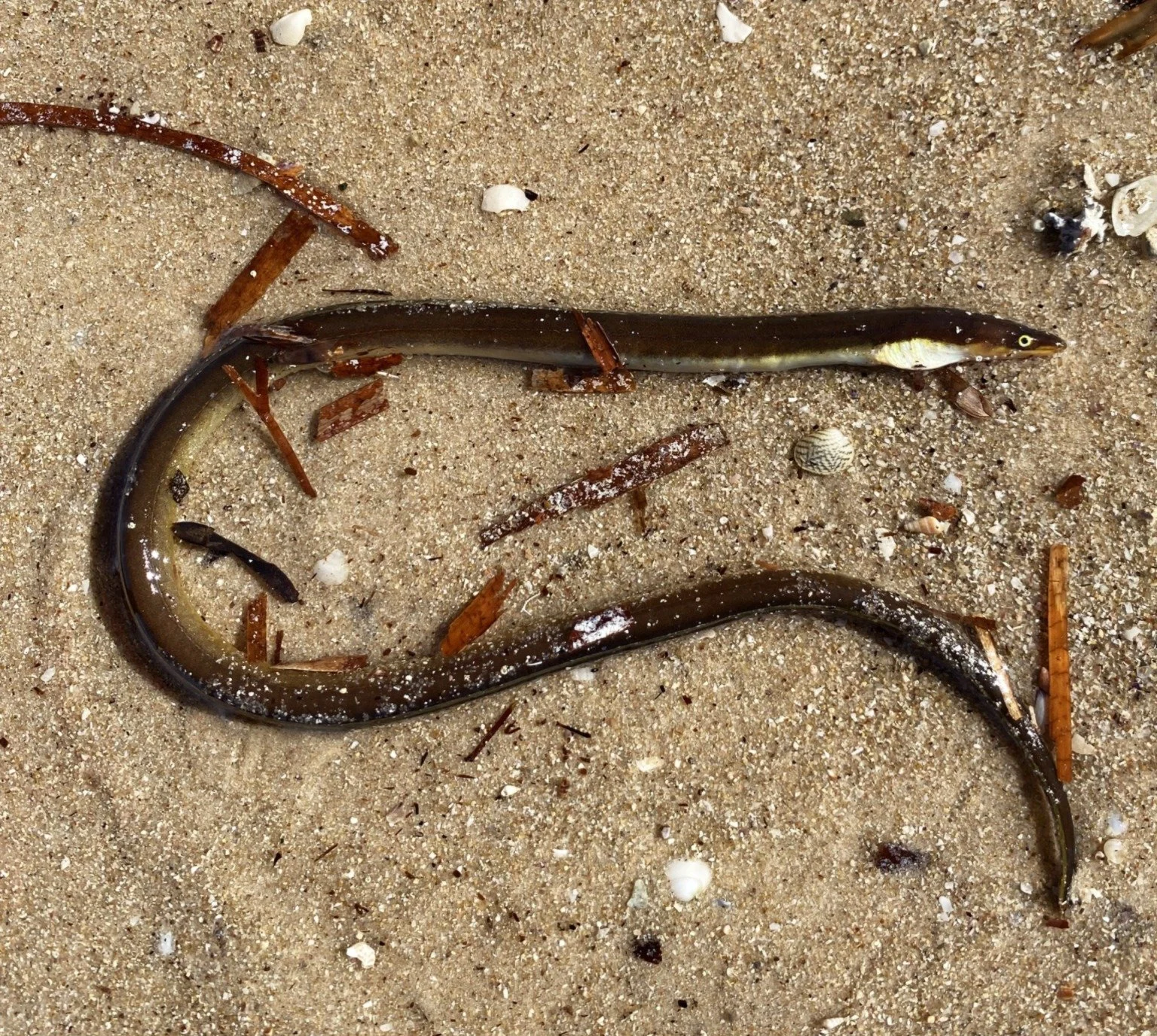 South Australia's 2025 Algal Bloom: What We Know, What We're Learning ...