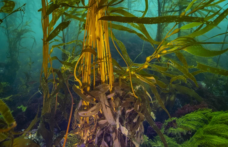 Learn about Giant Kelp Forests & Restoration in Australia | Great ...