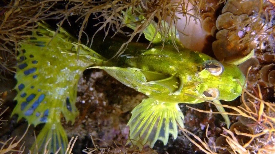 Expert marine life identifier of the Great Southern Reef | Great ...