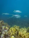 Yellowtail Kingfish | Great Southern Reef
