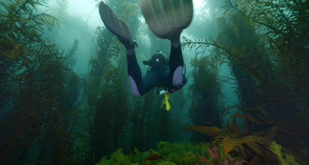 GSR Research Partnership | Great Southern Reef