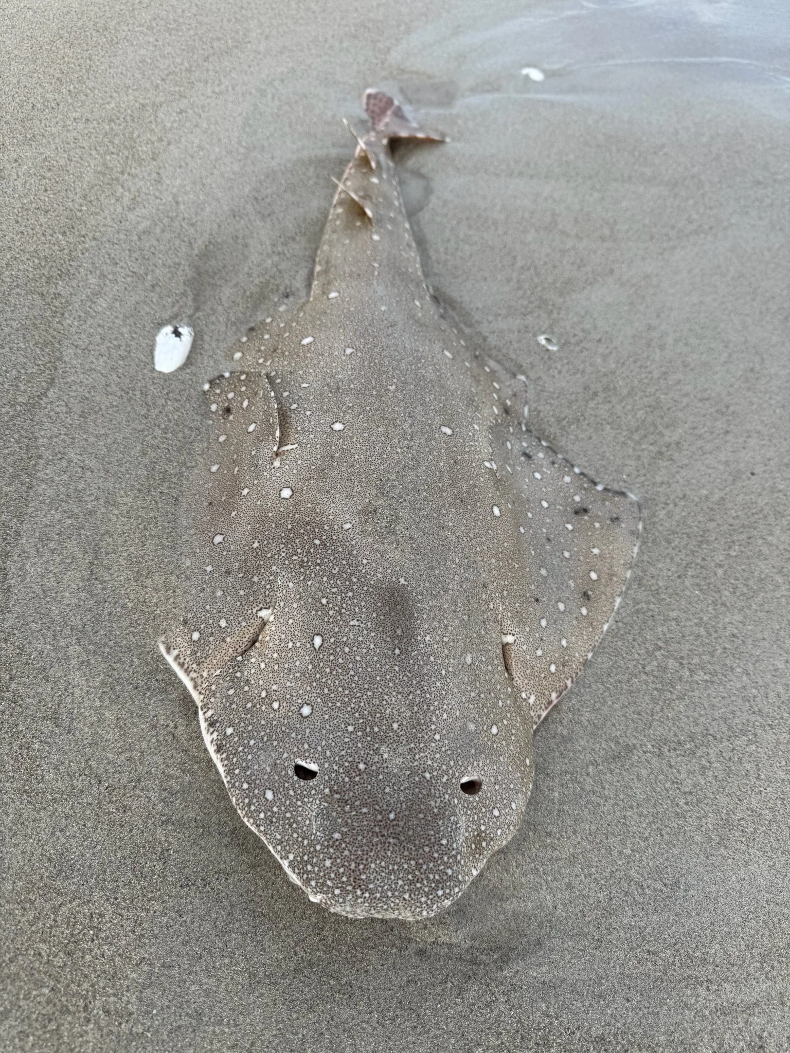 Still Blooming: Ongoing Marine Deaths from South Australia’s 2025 ...