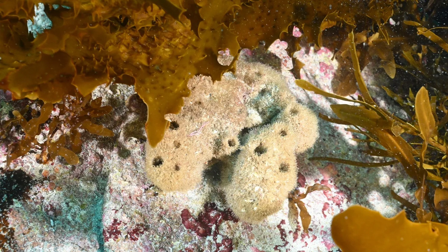 Latest News | Great Southern Reef