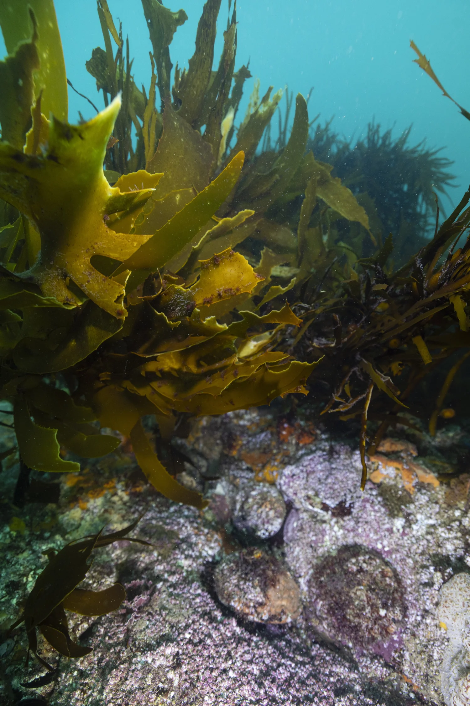 Michael Sams | Great Southern Reef