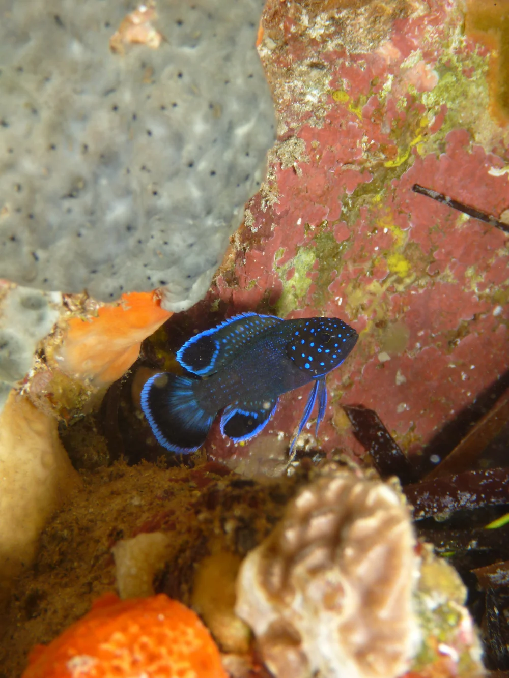 Southern Blue Devil | Great Southern Reef