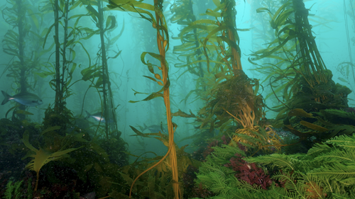 Learn about Giant Kelp Forests & Restoration in Australia | Great ...