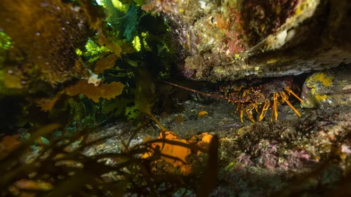 Frequently Asked Questions | Great Southern Reef