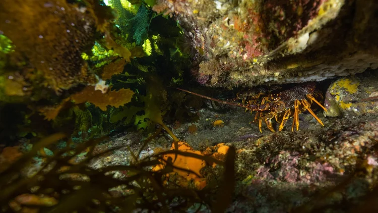 Frequently Asked Questions | Great Southern Reef