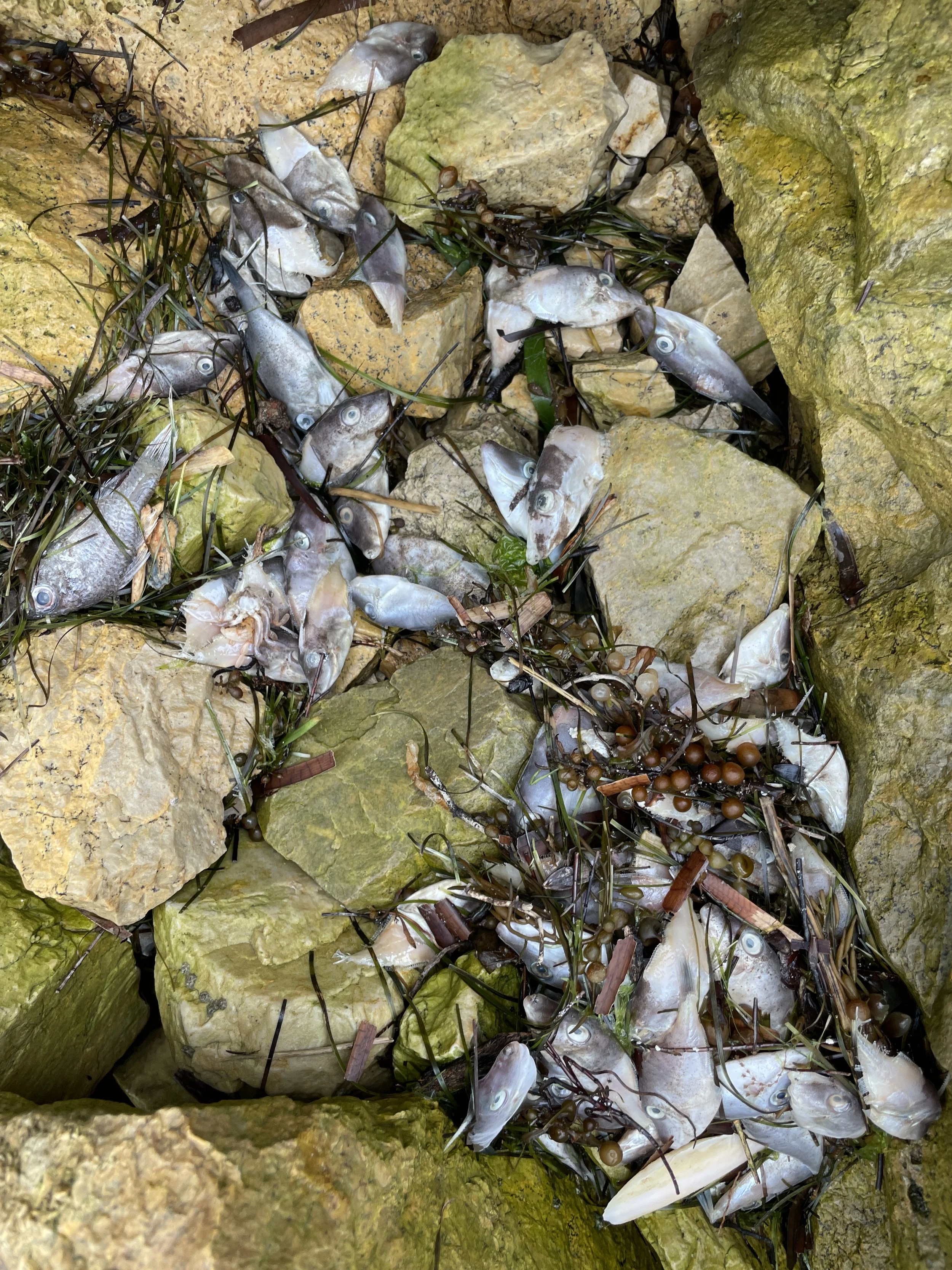 South Australian Algal Bloom Spring Update | Great Southern Reef