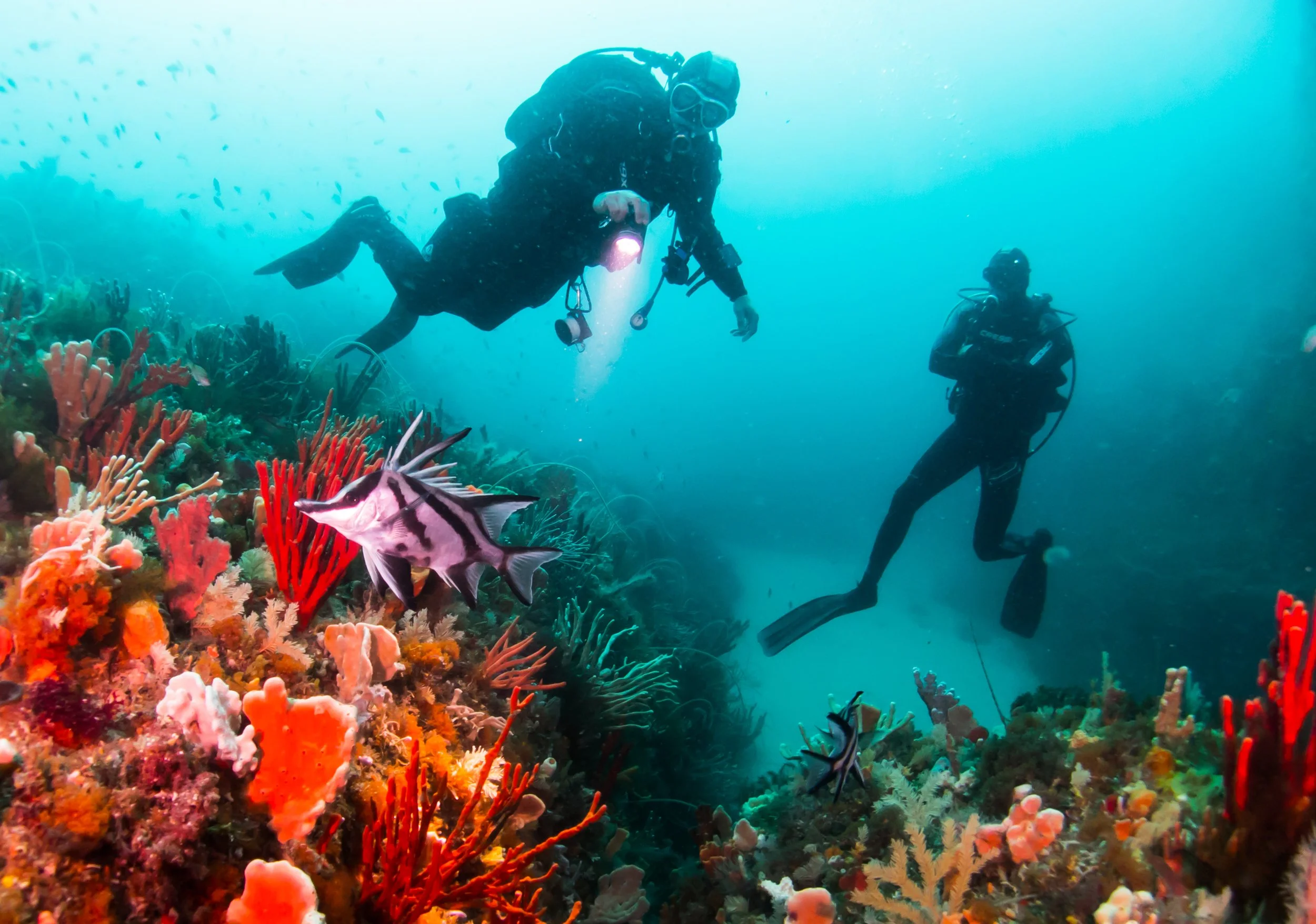 GSR Research Partnership | Great Southern Reef
