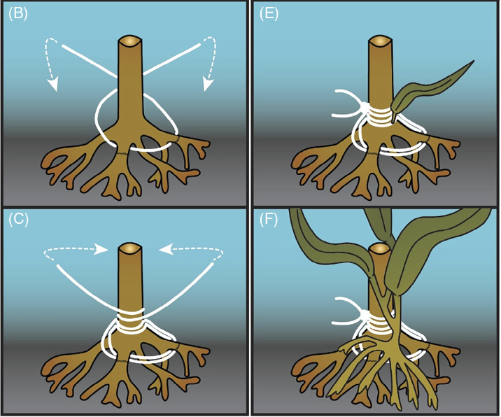 Latest News | Great Southern Reef