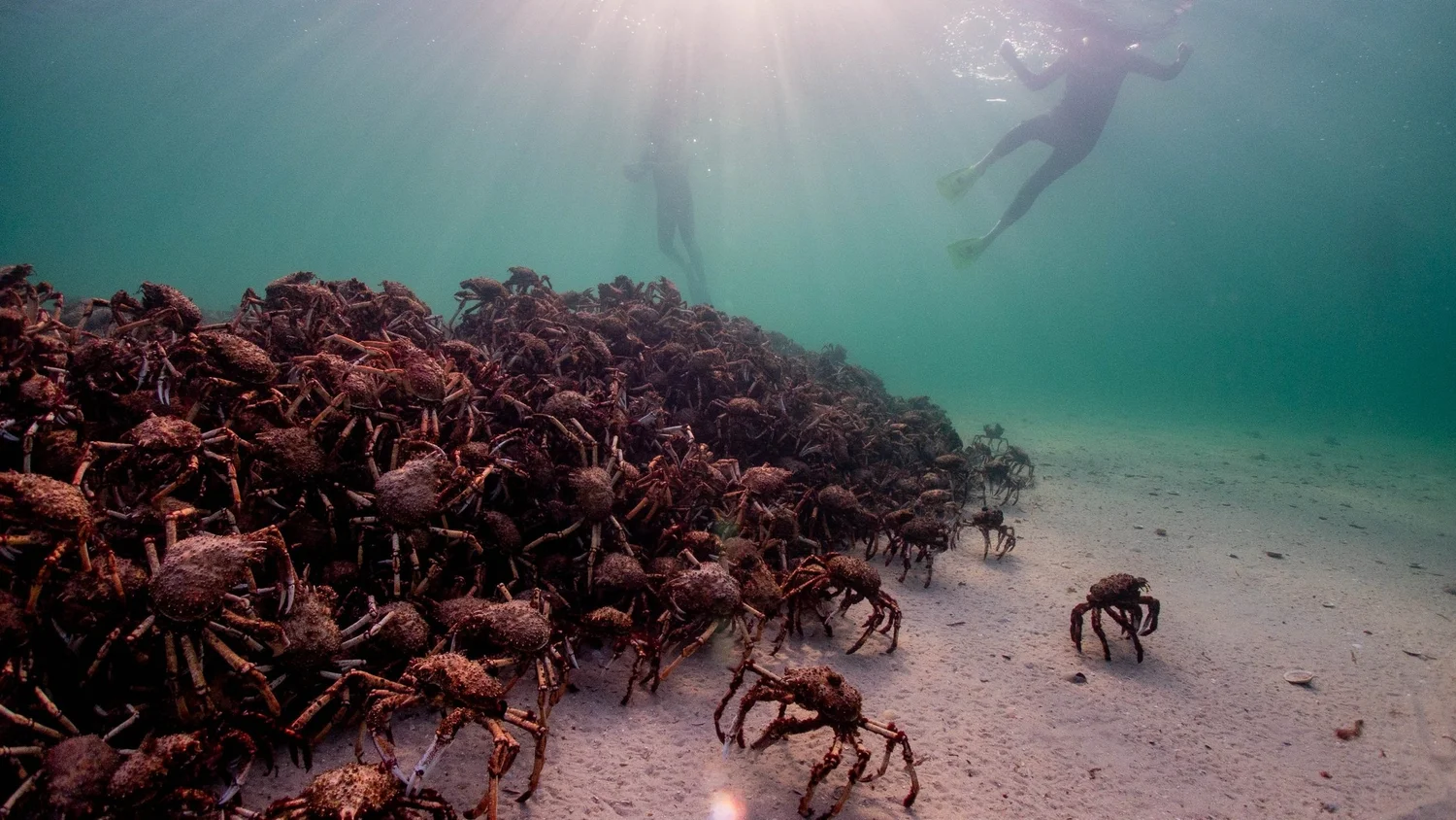 Spider Crab | Great Southern Reef