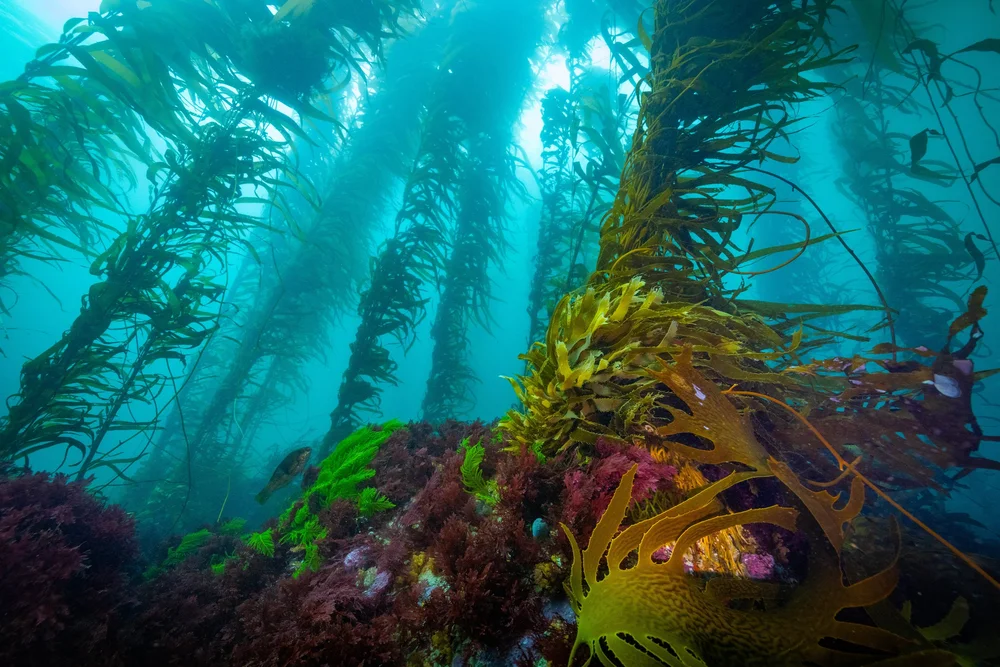Frequently Asked Questions | Great Southern Reef