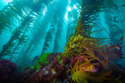 Frequently Asked Questions | Great Southern Reef