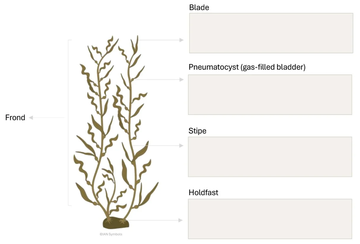 Kelp Form & Function — Great Southern Reef