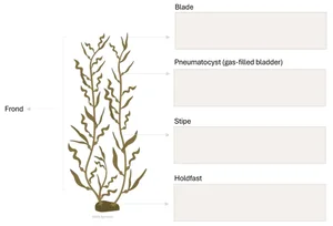 Kelp Form & Function — Great Southern Reef