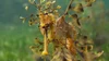 Frequently Asked Questions | Great Southern Reef