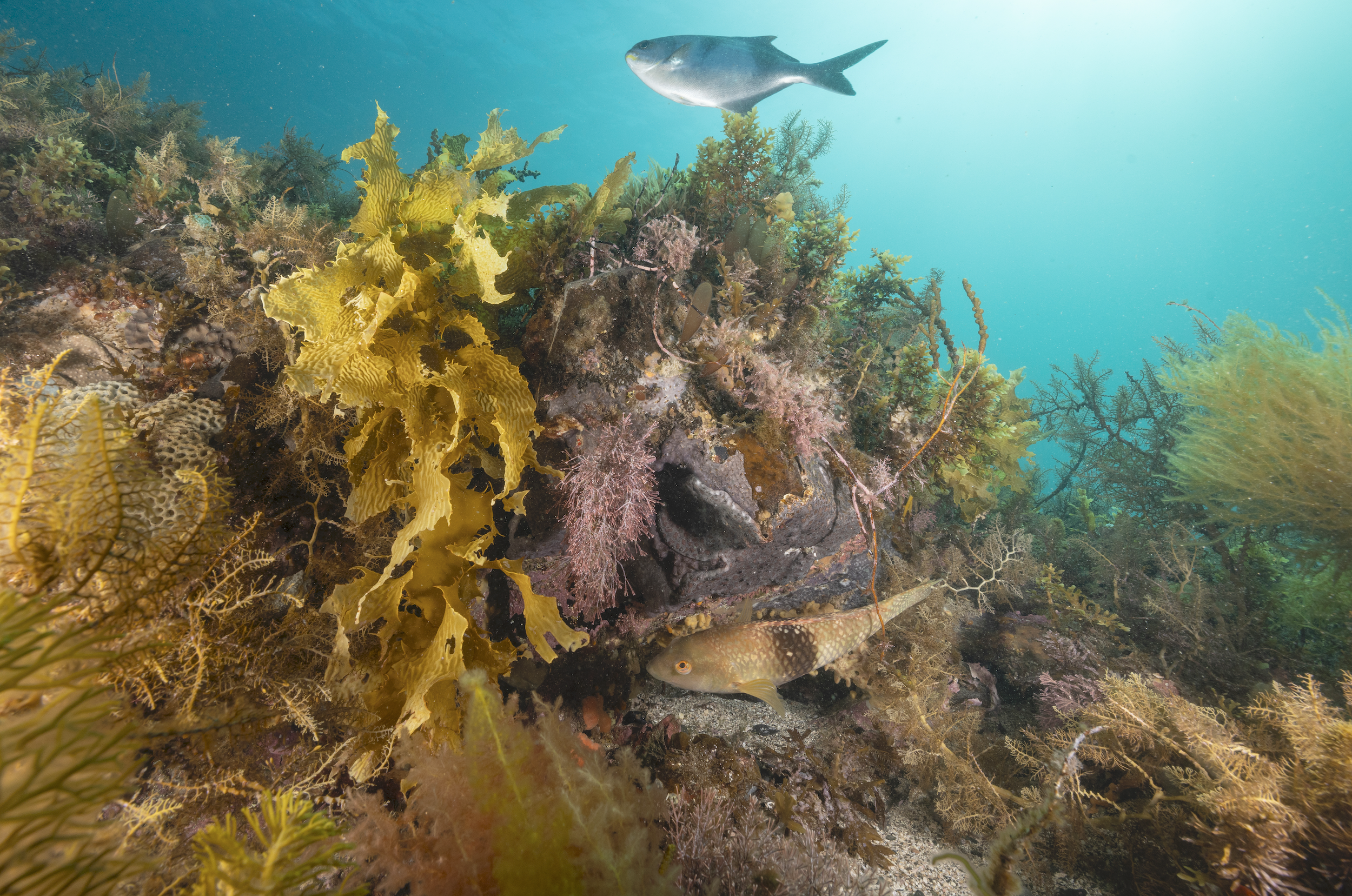 Reef Life Survey | Great Southern Reef