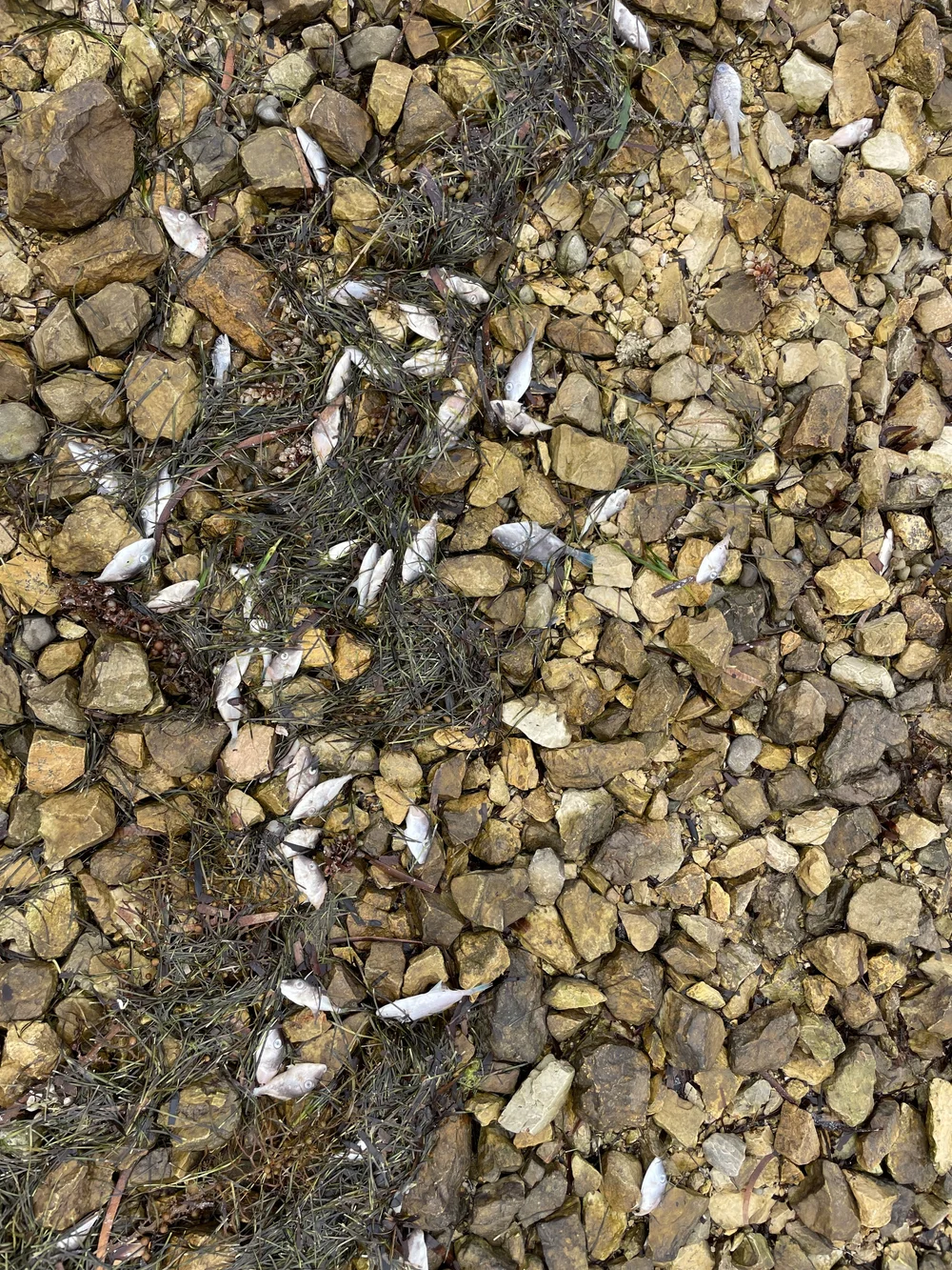South Australian Algal Bloom Spring Update | Great Southern Reef