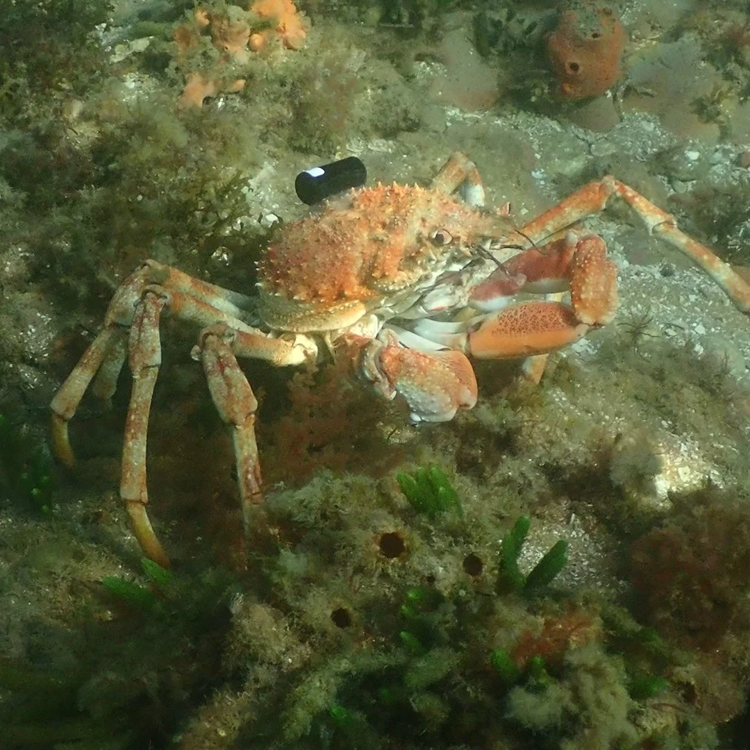 Spider Crab Watch | Great Southern Reef
